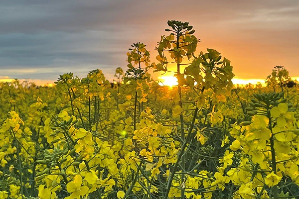 From pre-emergent to pre-harvest, year-round weed control is crucial