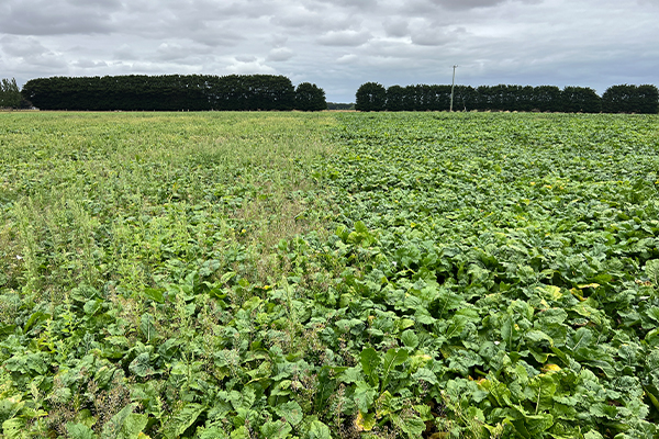 Living up to its name: CleanCrop™ clears the way