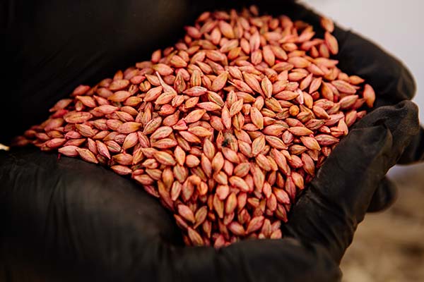 How to manage barley loose smut