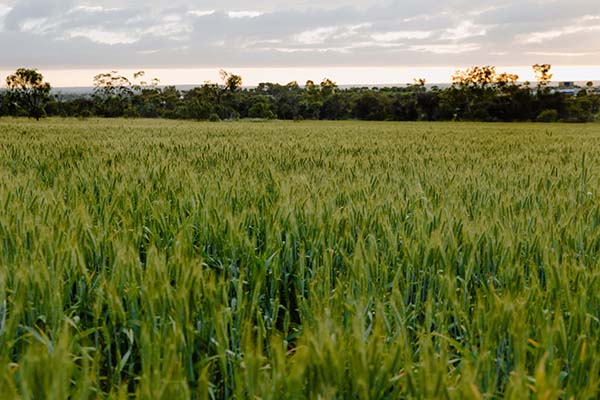 Maximising crop success with Omnia Maximising crop success with Omnia