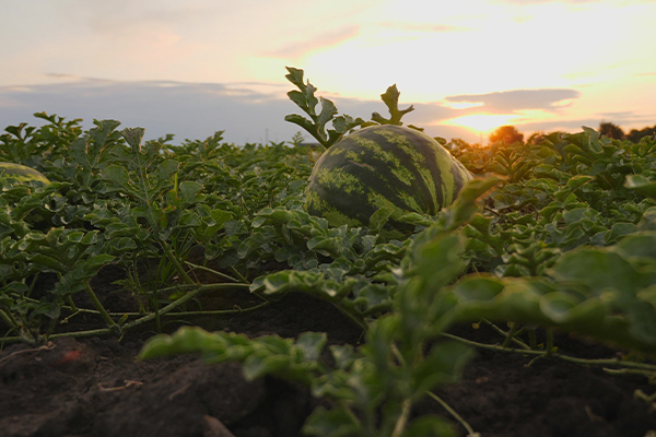 A new line of defence for cucurbits and fruiting veg