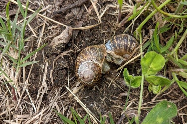 Effective slug and snail control for broadacre crops