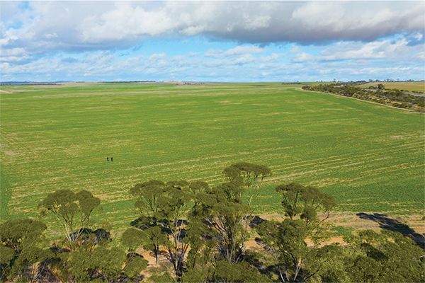 Canola growers know year-round weed control is crucial