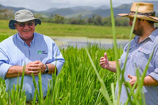 A guide to greener tropical and subtropical pastures