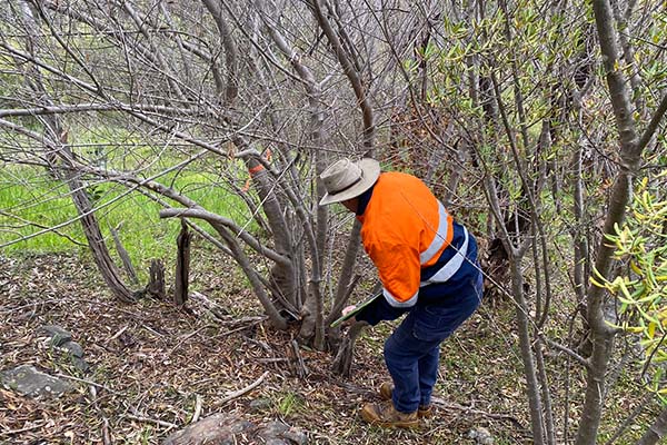 Unique herbicide delivers effective control of woody weeds