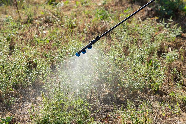Controlling woody weeds with herbicides