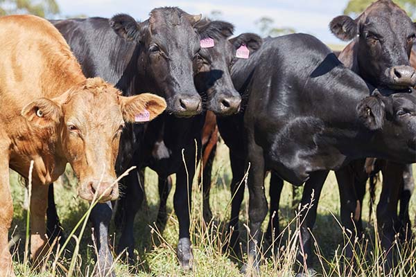New multi-mineral injection convenient for cattle producers