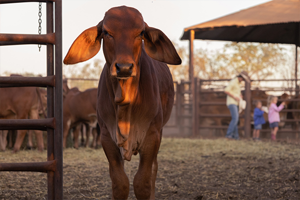 Considering the wellbeing of your weaners