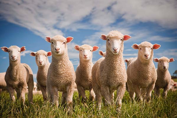 Where do flies go at this time of year?