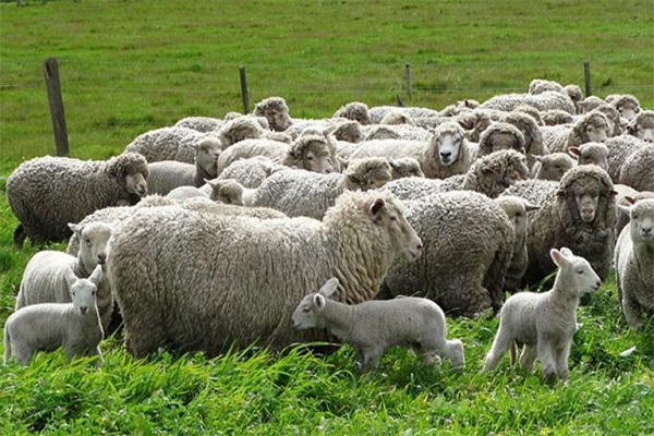 Early rumen development in sheep and cattle at weaning