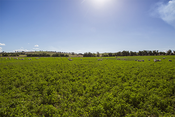 11 tips for growing lucerne