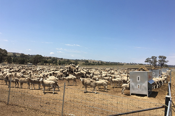 Sheep containment in focus