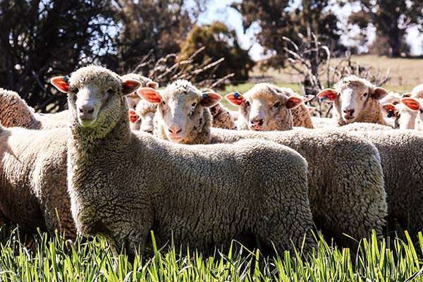 Sheepmeat market spring 2024 forecast