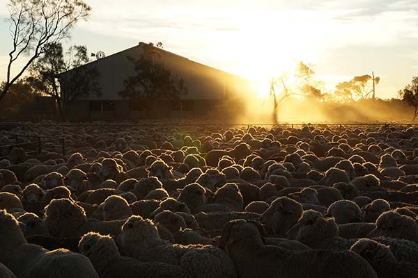 Sale of Rawlinna - Australia’s largest sheep station