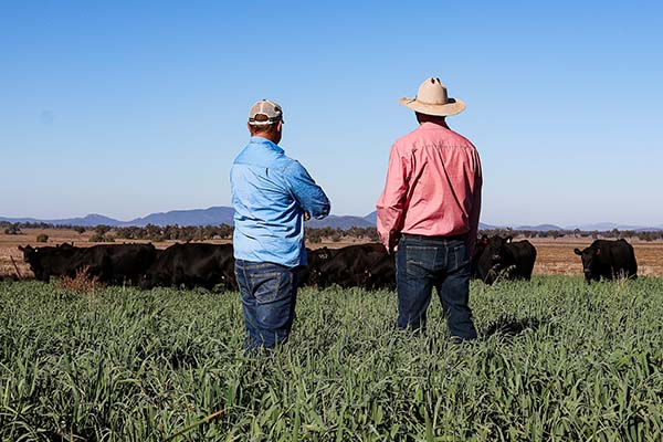 Key considerations for your cattle pre-joining program