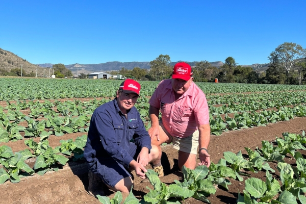 Elders agronomist tackles huge DBM problem