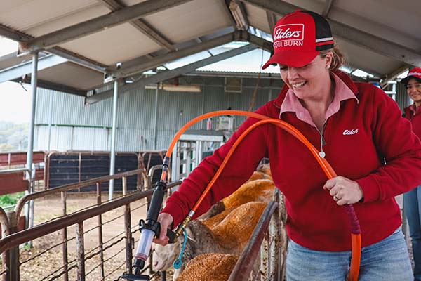 Workshop upskills Elders staff on best practice sheep treatments