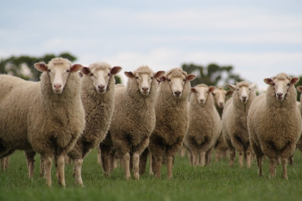 Capitalising on sheep management and feed with mineral support