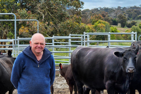 Money in mineral boost for cattle