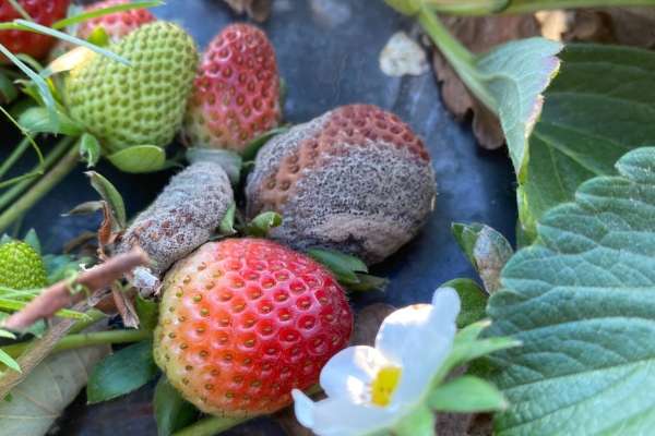 Verpixo Adavelt active a critical new tool for fungicide resistance ...