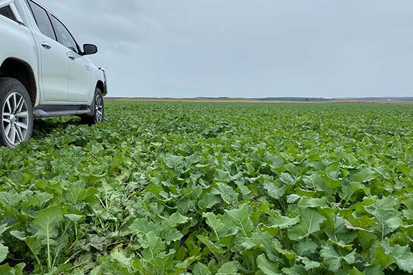 S&W spring sowing options to feed your livestock