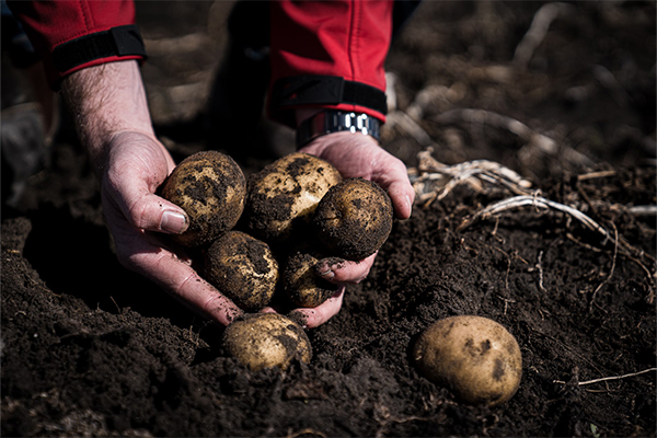 Chipping in to serve up the latest in potato production