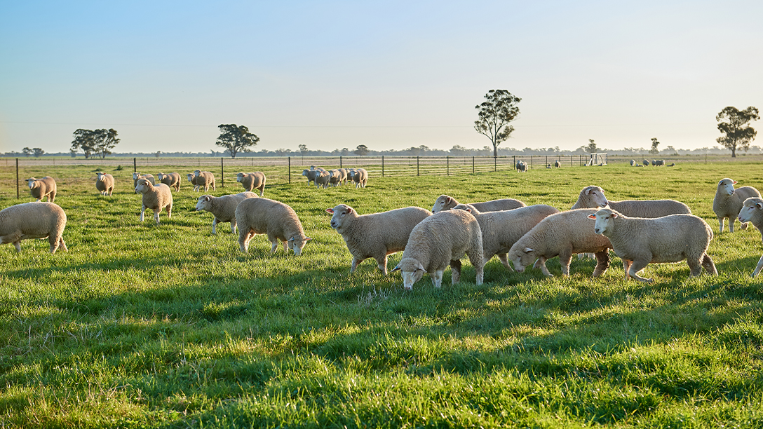 Elanco Australia’s six-month lice free guarantee