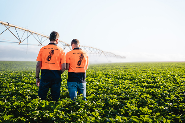 Microbial seed dressing for all broadacre crops