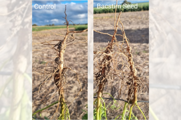 Microbial seed dressing for all broadacre crops