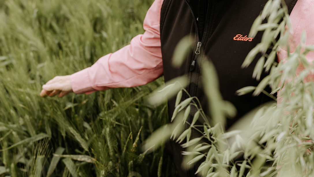 Plan ahead for post-harvest weed control