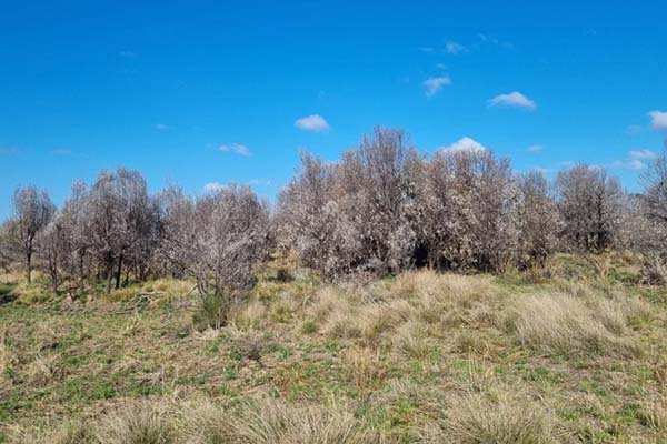 How Regain 400 transformed a beef cattle operation in Queensland