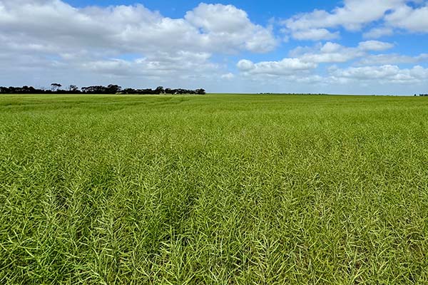 Revystar delivers proven returns in canola