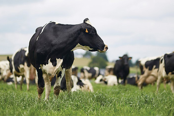 The importance of trace mineral injections for cows